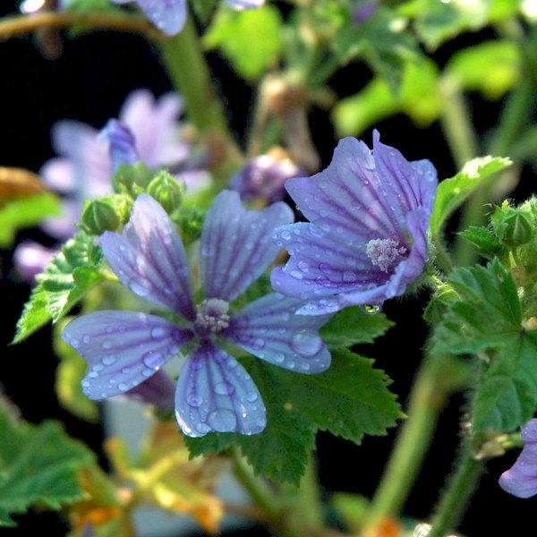 Malve Primley Blue - Malva sylvestris Primley Blue günstig kaufen