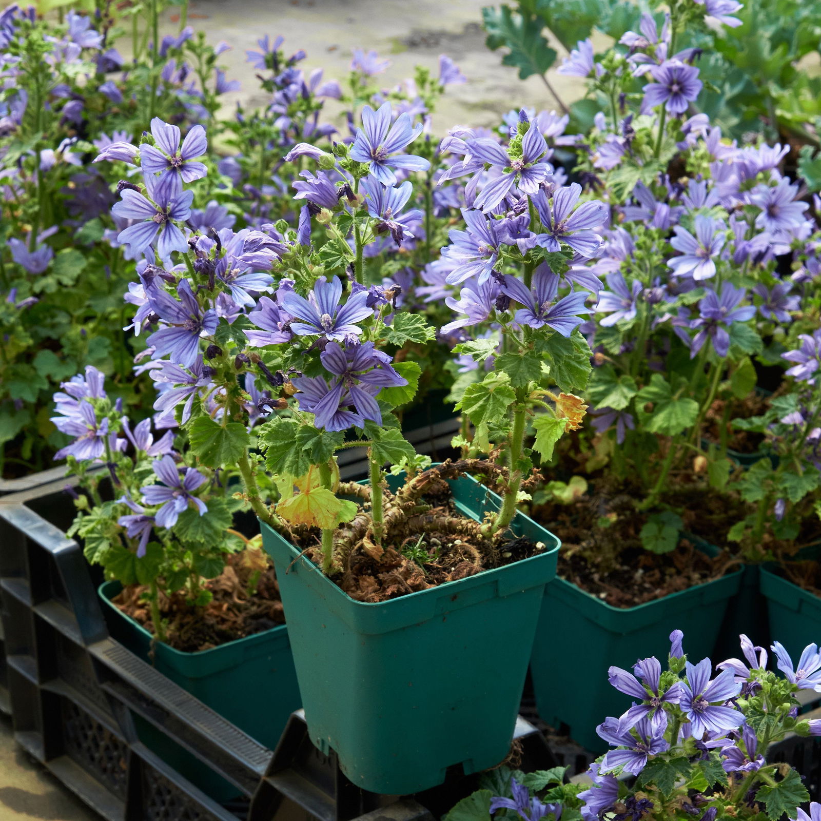 Malve Primley Blue - Malva sylvestris Primley Blue günstig kaufen