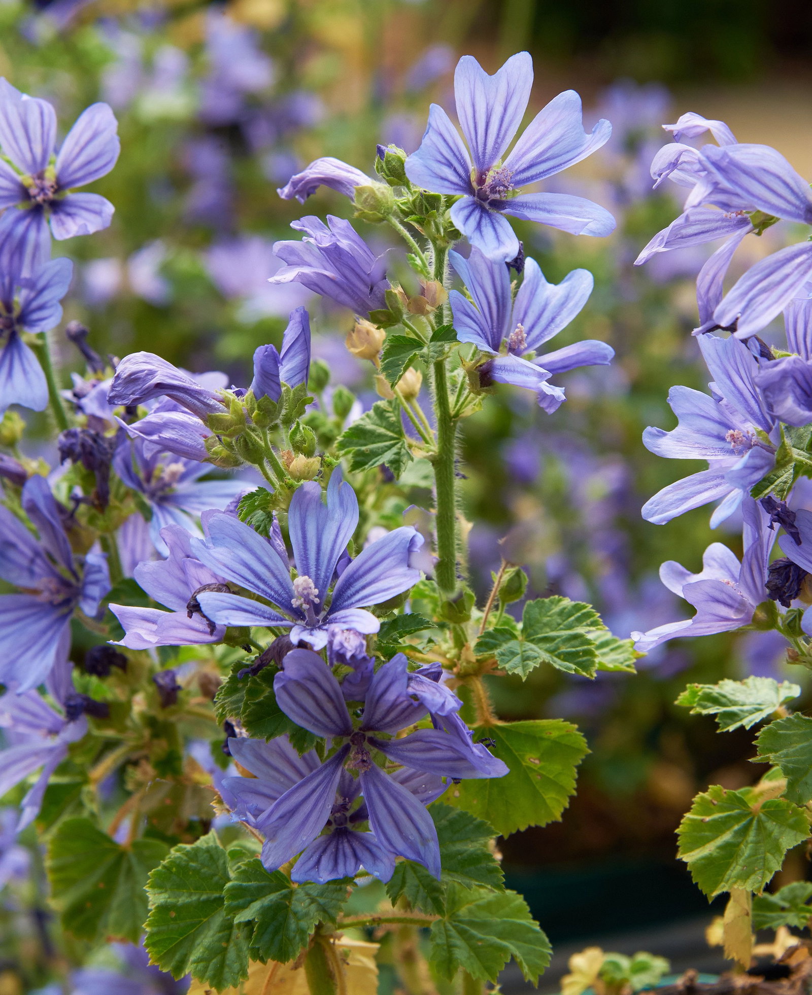 Malve Primley Blue - Malva sylvestris Primley Blue günstig kaufen