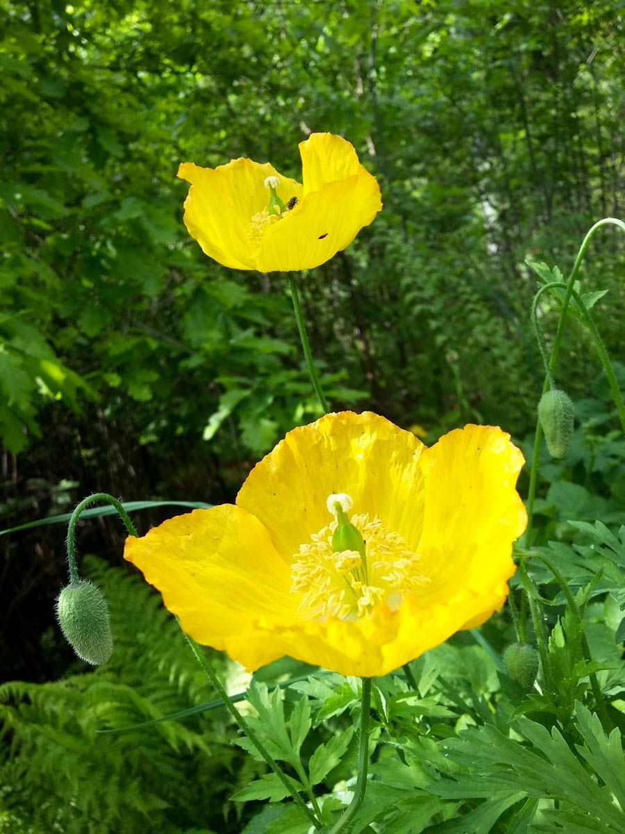 Kambrischer Scheinmohn - Meconopsis cambrica günstig kaufen
