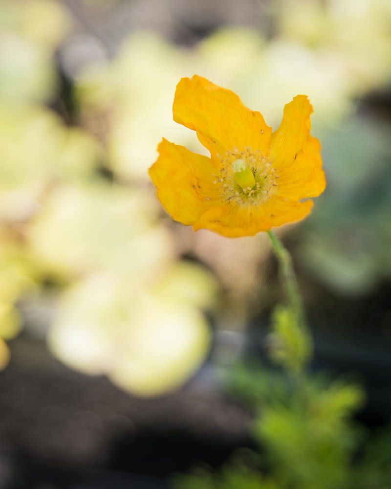 Kambrischer Scheinmohn - Meconopsis cambrica günstig kaufen