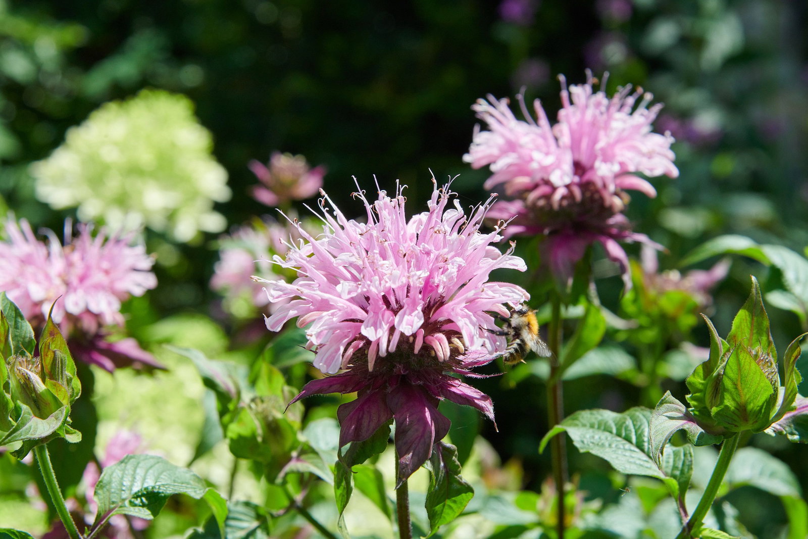 Indianernessel Beauty of Cobham - Monarda fistulosa Beauty of Cobham ...