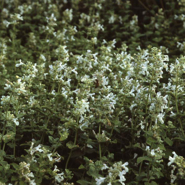 Garten-Bastard-Katzenminze - Nepeta racemosa Snowflake günstig kaufen