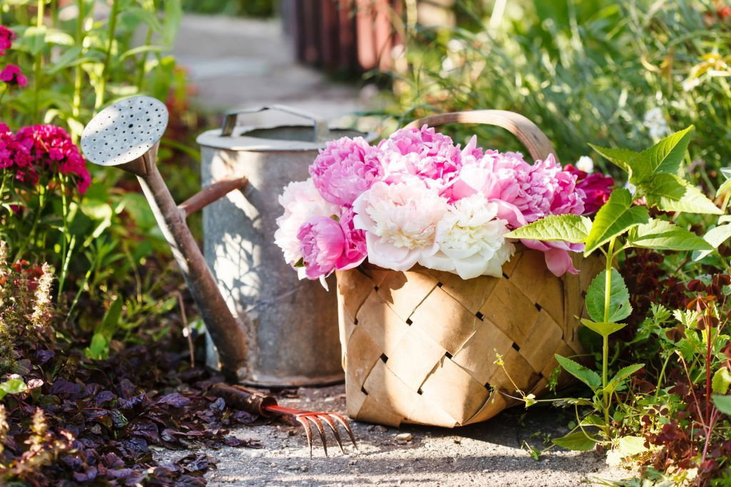 Pfingstrosen in allen Farben - Paeonia lactiflora in Sorten günstig kaufen