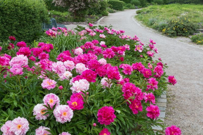 Pfingstrosen in allen Farben - Paeonia lactiflora in Sorten günstig kaufen