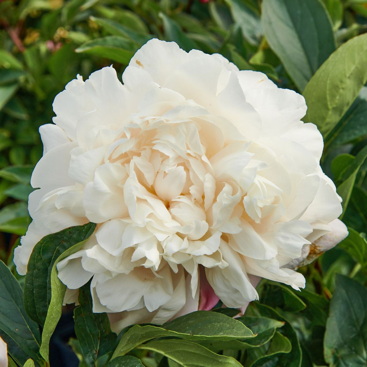 Pfingstrose Nick Shaylor - Paeonia lactiflora Nick Shaylor günstig kaufen