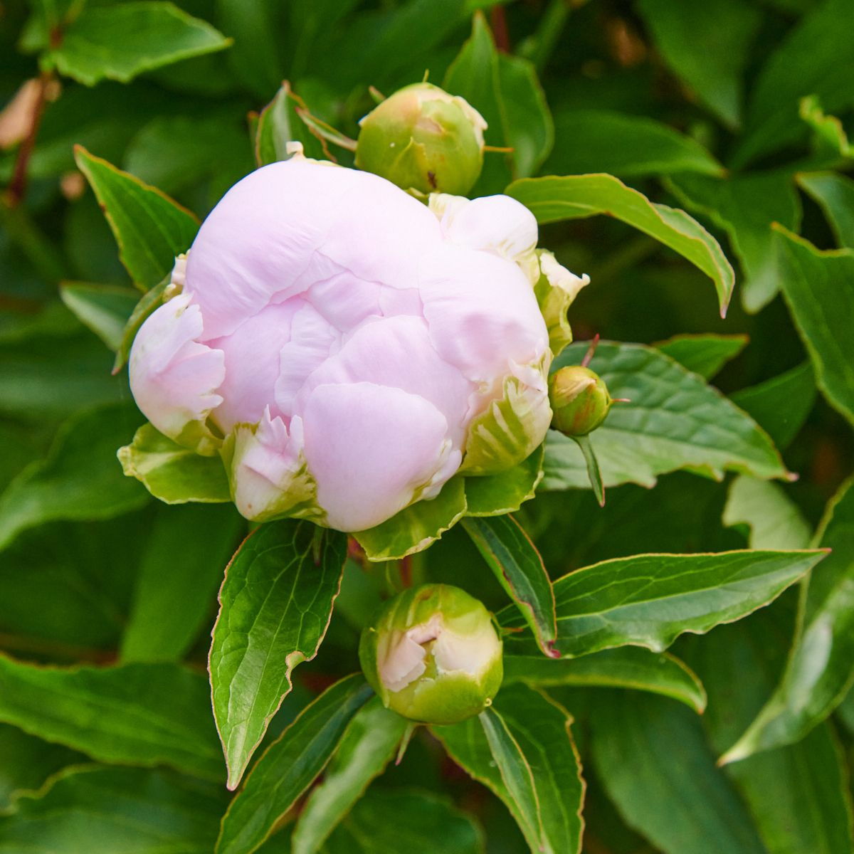 Pfingstrose Noemie Demay - Paeonia lactiflora Noemie Demay günstig kaufen