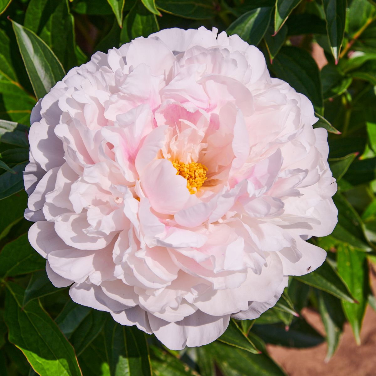 Pfingstrose 'Immaculee' - Paeonia lactiflora 'Immaculee' günstig kaufen