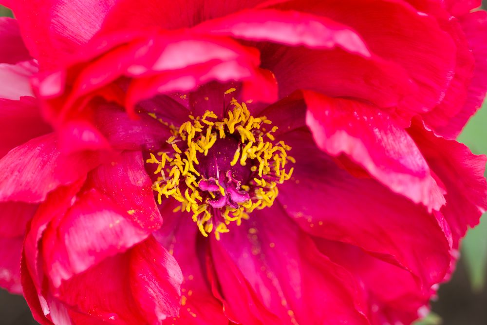 Baump onie Paeonia Suffruticosa Rot G nstig Kaufen Baump onie Paeonia Suffruticosa Rot G nstig Kaufen
