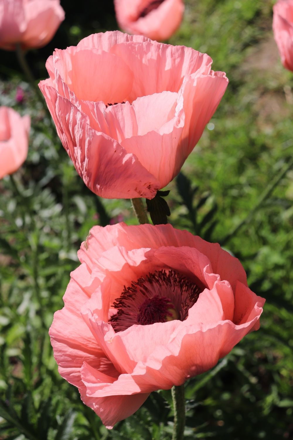 Rosa Orientalischer Mohn - Papaver orientale Prinzessin Victoria Louise ...