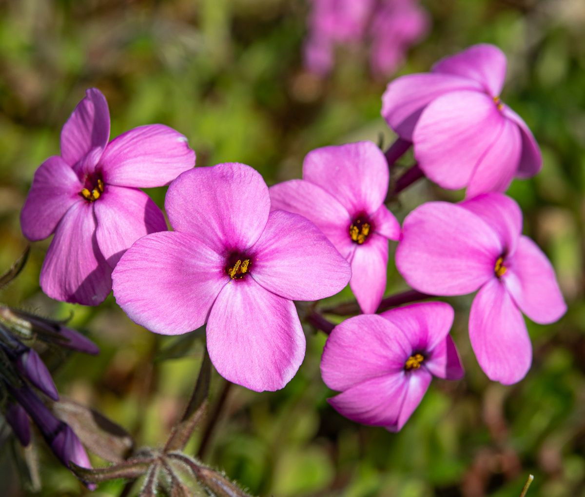 Ausläufer Flammenblume Pink Ridge - Phlox stolonifera Pink Ridge ...