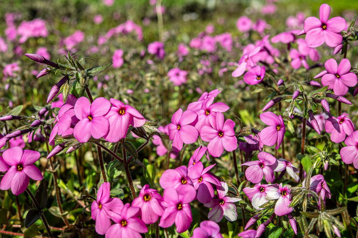 Ausläufer Flammenblume Pink Ridge - Phlox stolonifera Pink Ridge ...