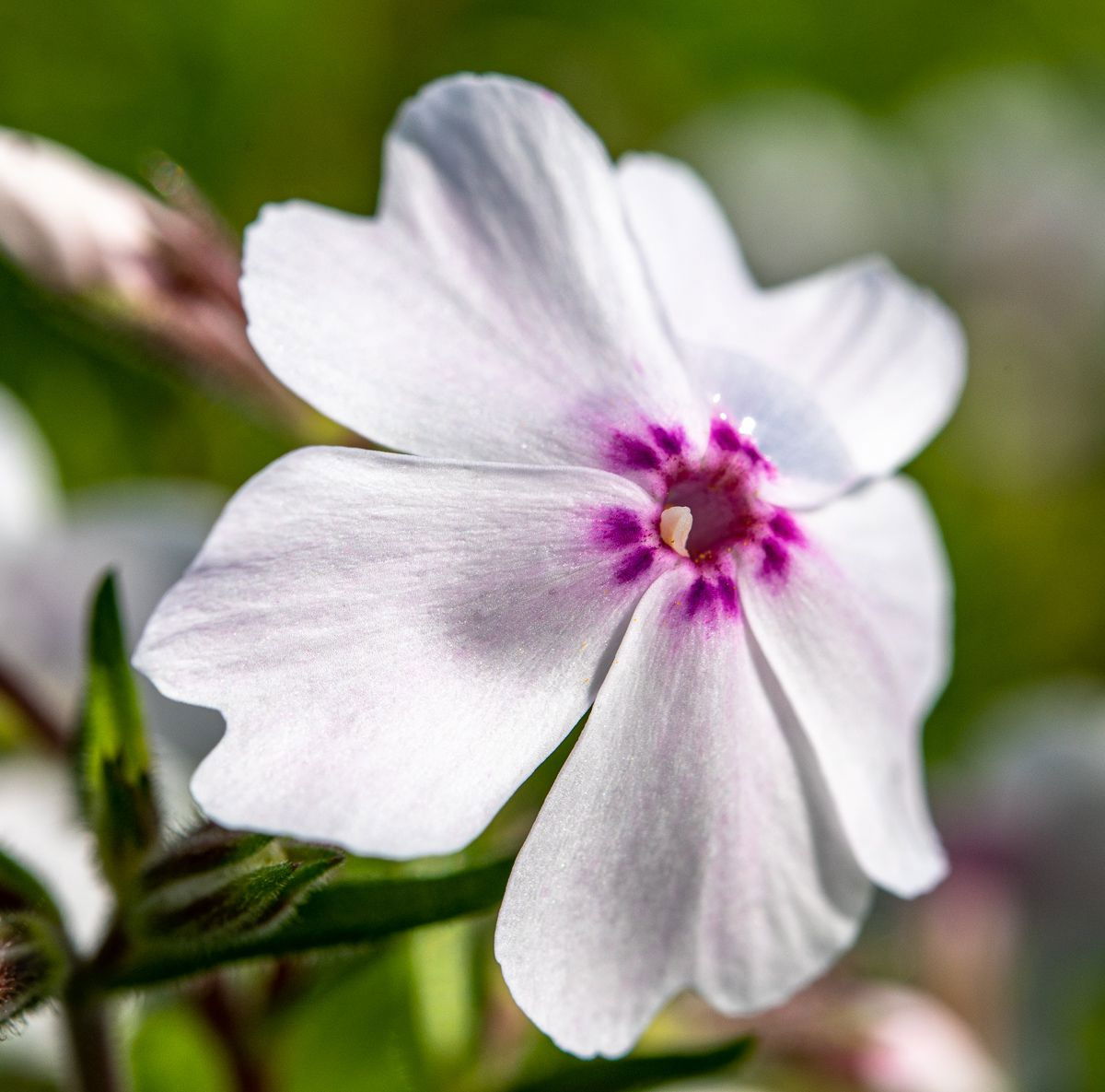 Teppich Phlox rot - Phlox subulata rot günstig kaufen