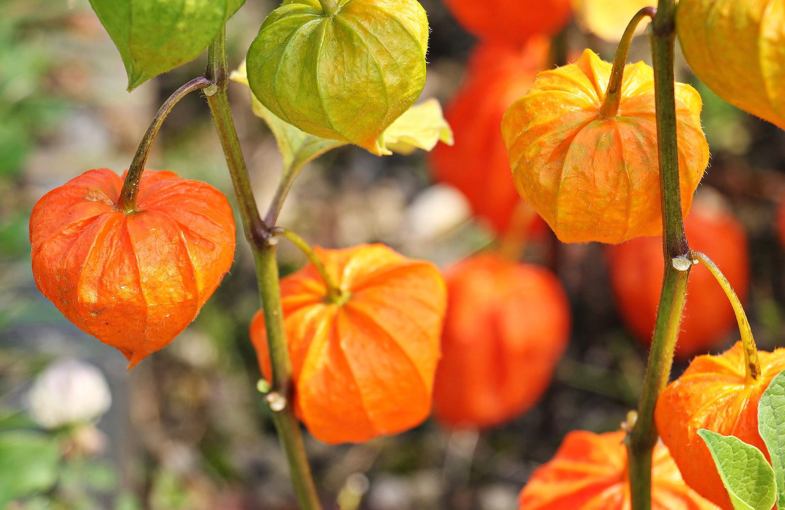 Physalis Ananas Kirsche - Physalis peruviana günstig kaufen