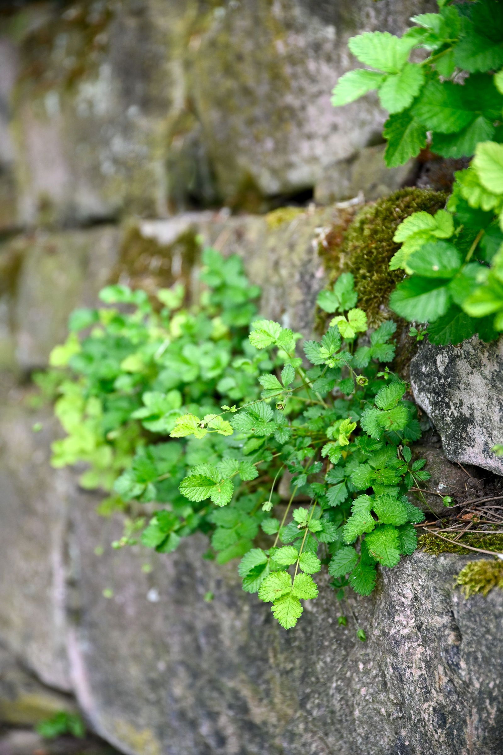 Felsen Fingerkraut - Potentilla rupestris günstig kaufen
