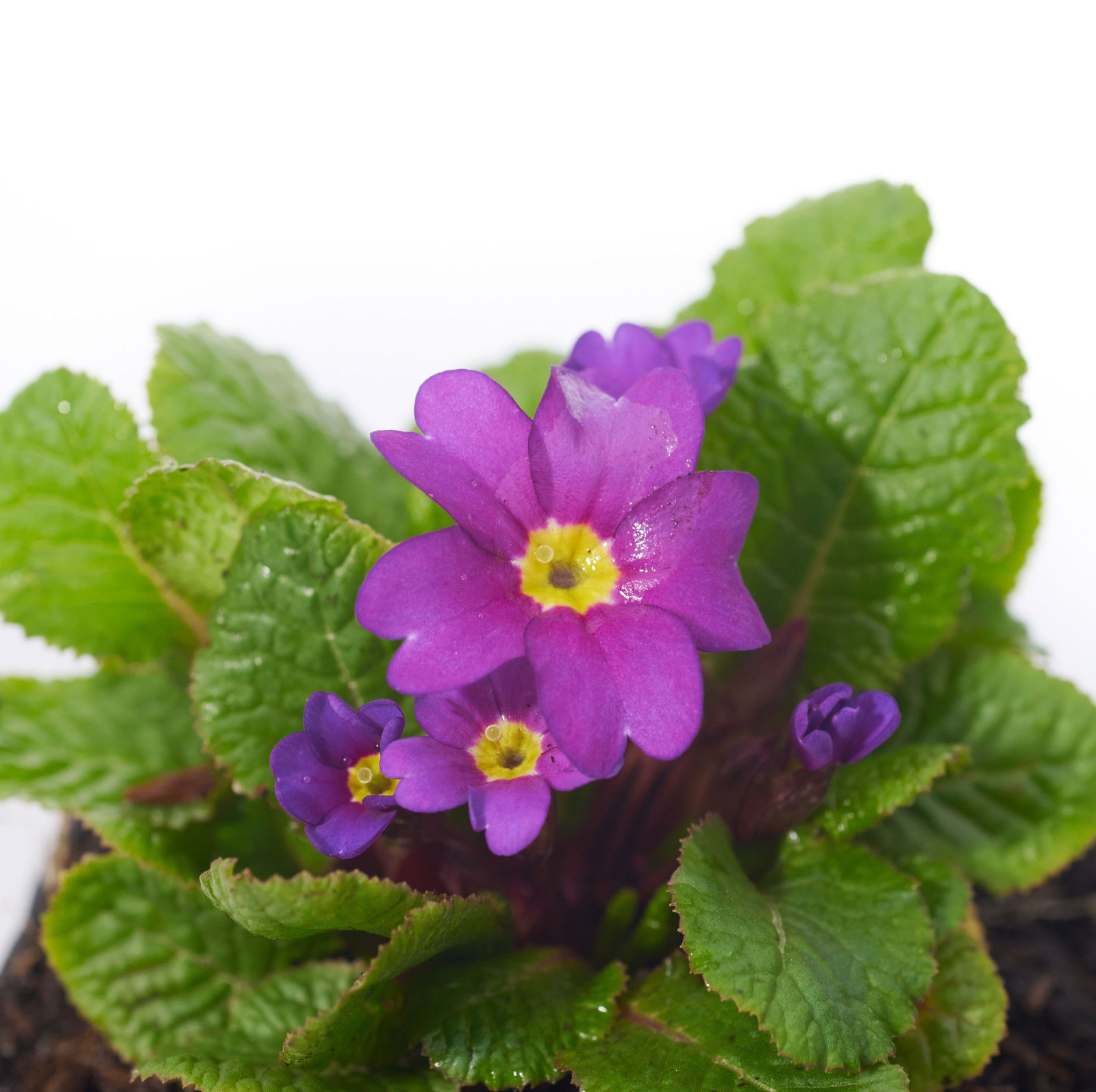 Kissen Schlüsselblume Wanda - Primula pruhoniciana Wanda günstig kaufen