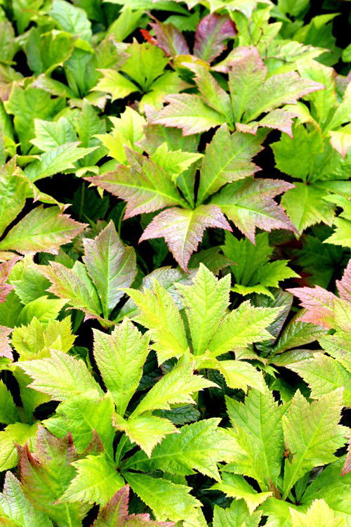Schaublatt Rotlaub - Rodgersia podophylla Rotlaub günstig kaufen