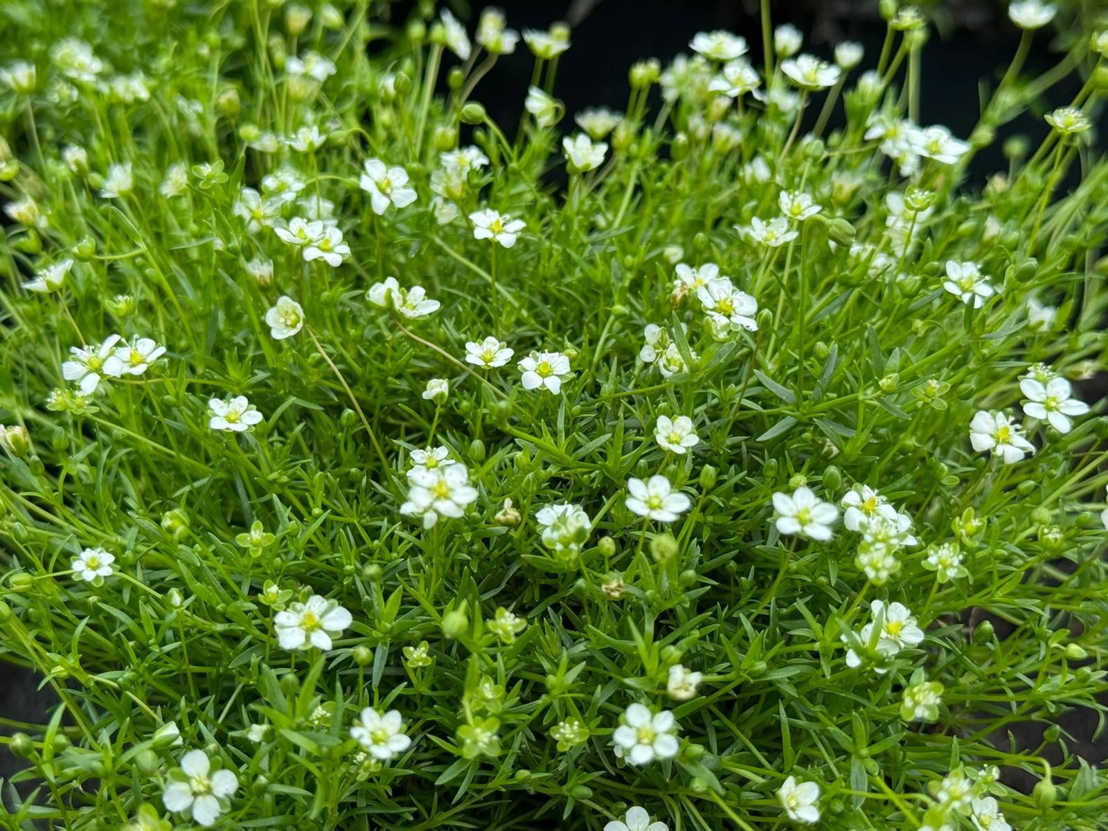 Sternmoos - Sagina subulata günstig kaufen