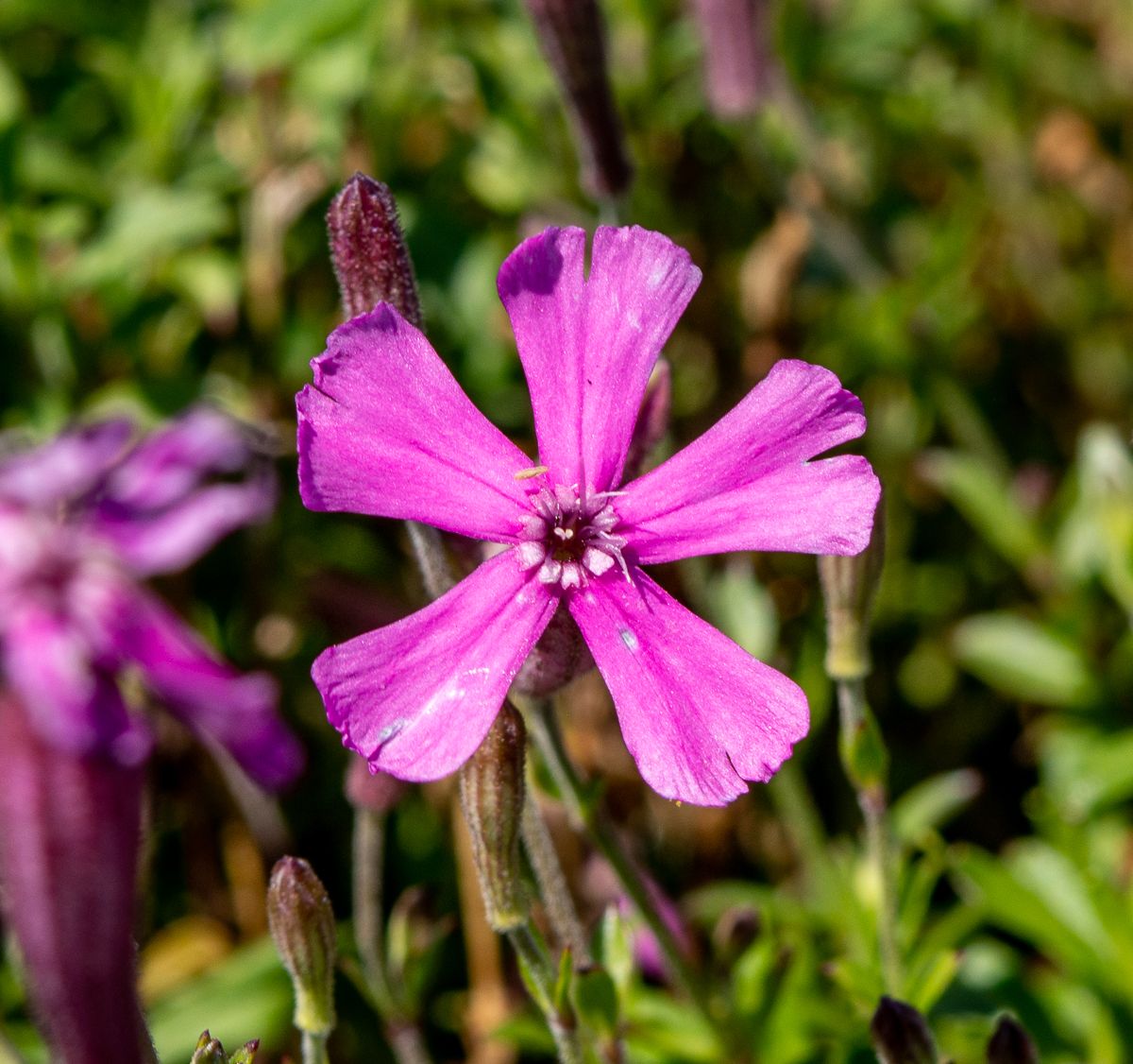 Leimkraut Splendens - Silene schafta Splendens günstig kaufen