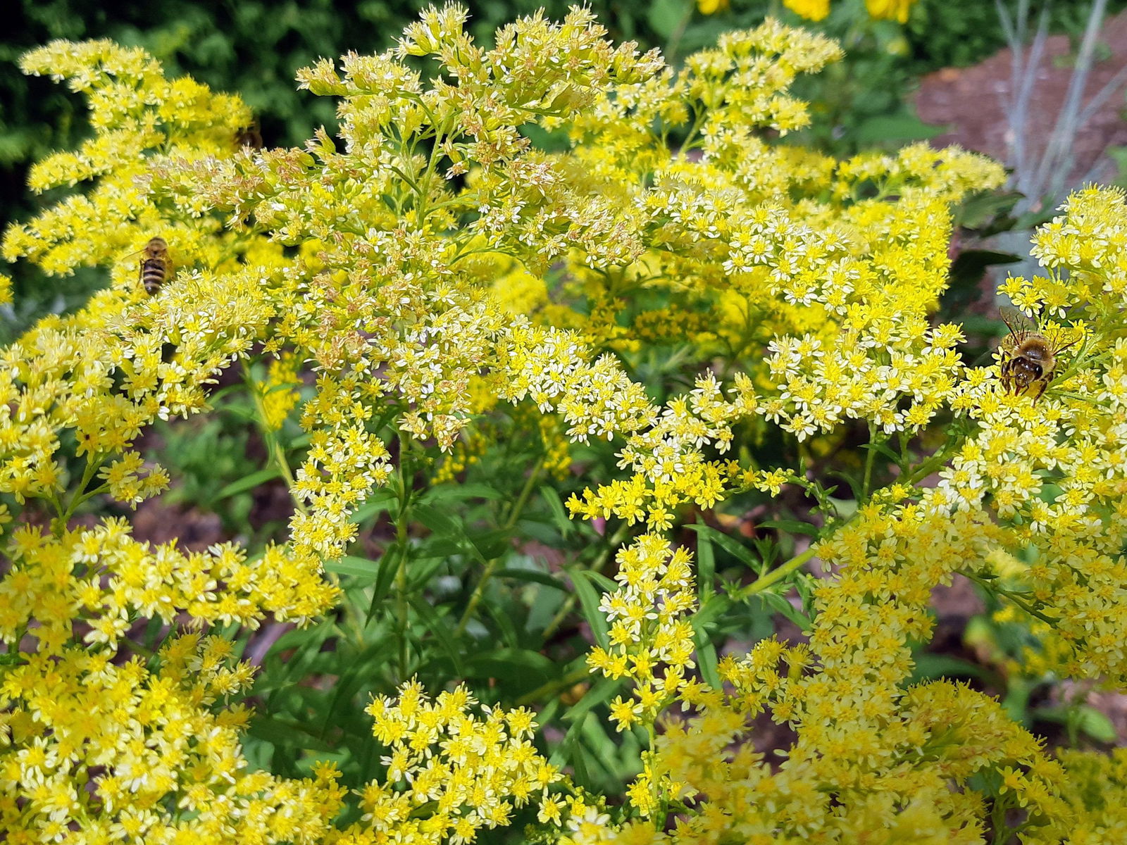Goldrutenaster - Solidaster luteus günstig kaufen