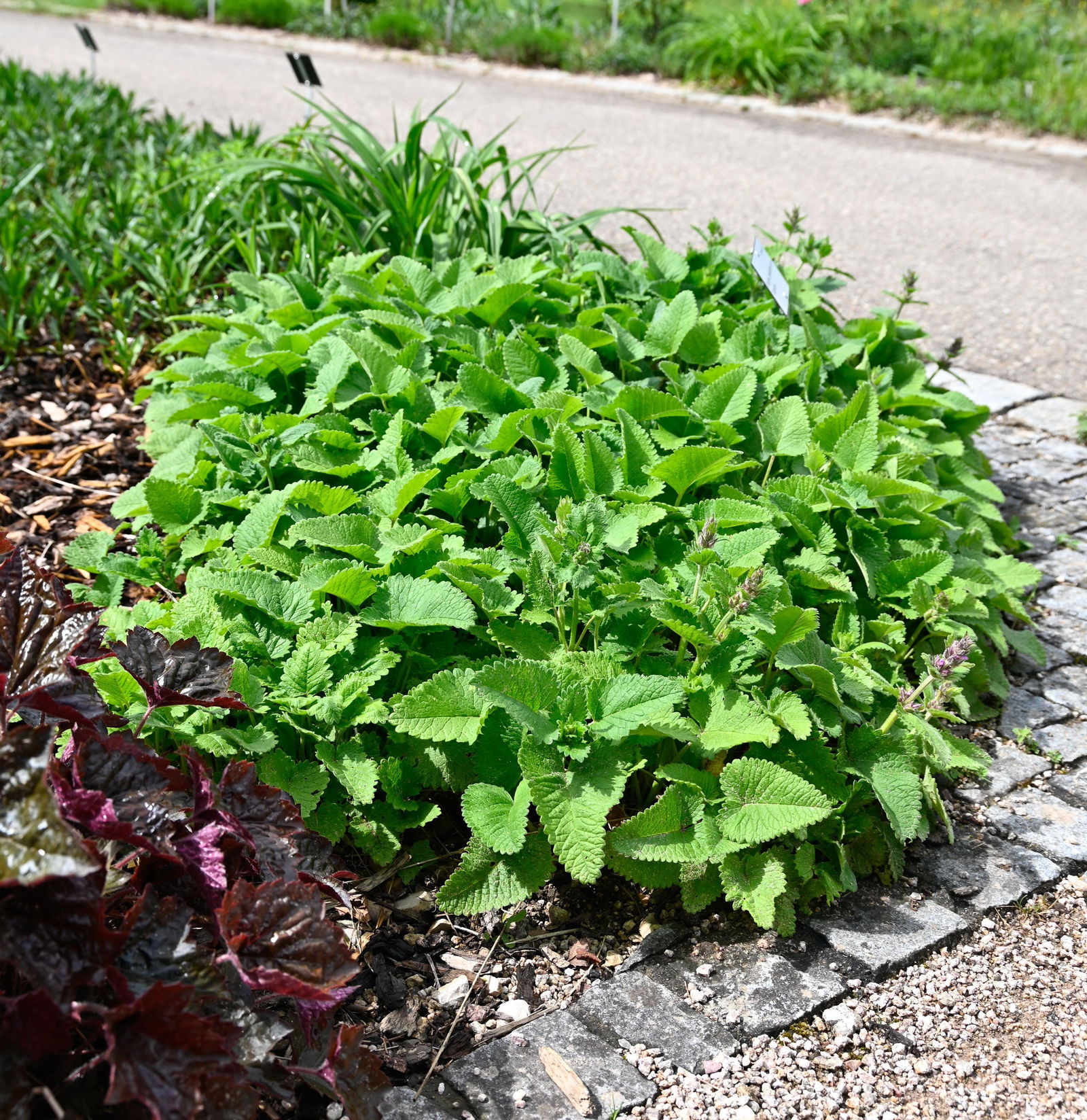 Großblütiger Ziest Superba - Stachys grandiflora Superba günstig kaufen