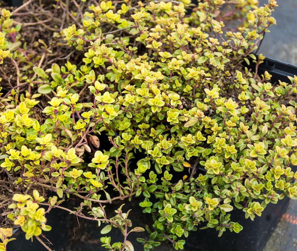 Thymian Golden Dwarf - Thymus citriodorus Golden Dwarf günstig kaufen