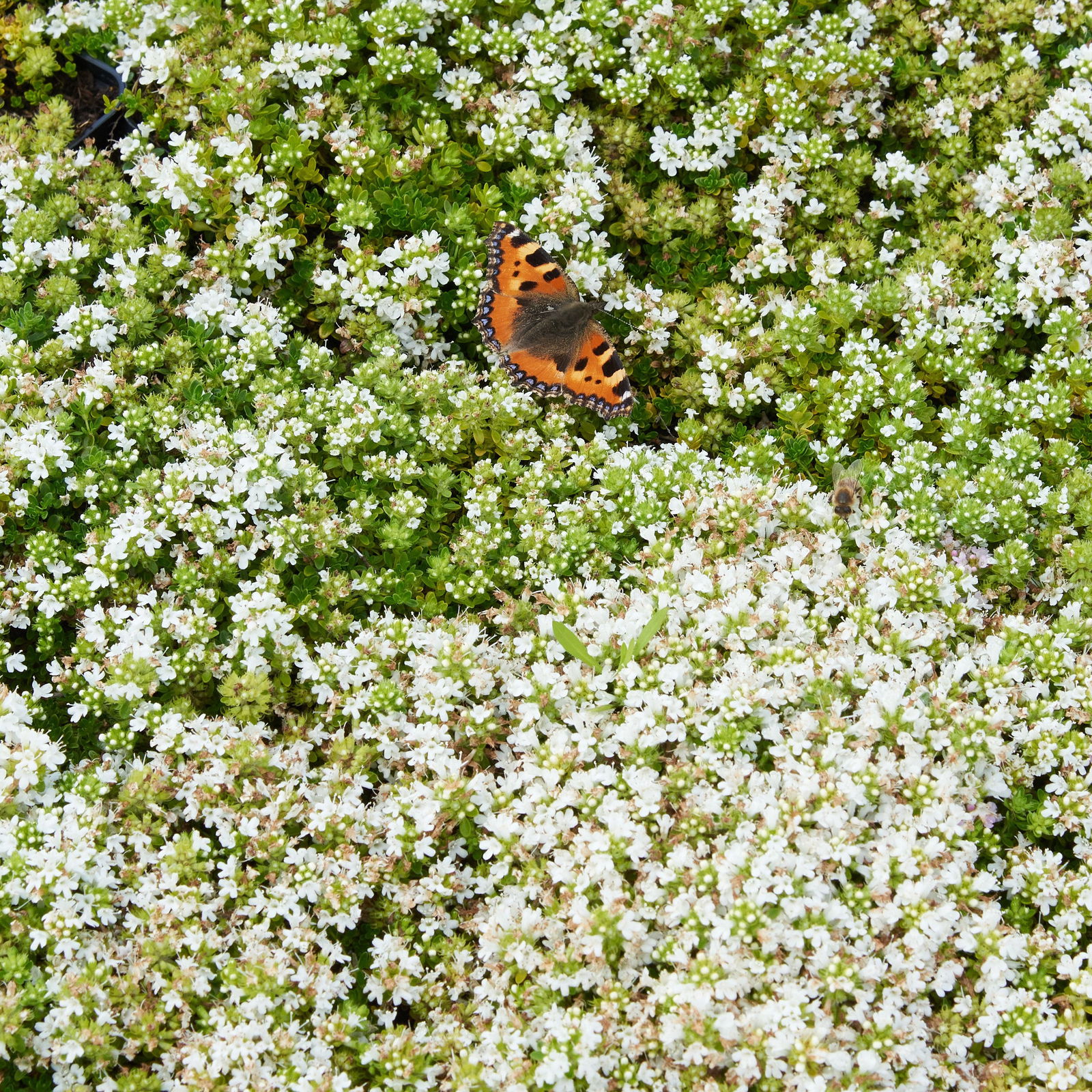 Thymian Albus - Thymus serpyllum albus günstig kaufen