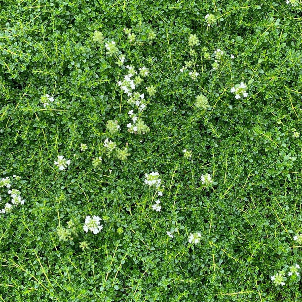 Thymian Albus - Thymus serpyllum albus günstig kaufen