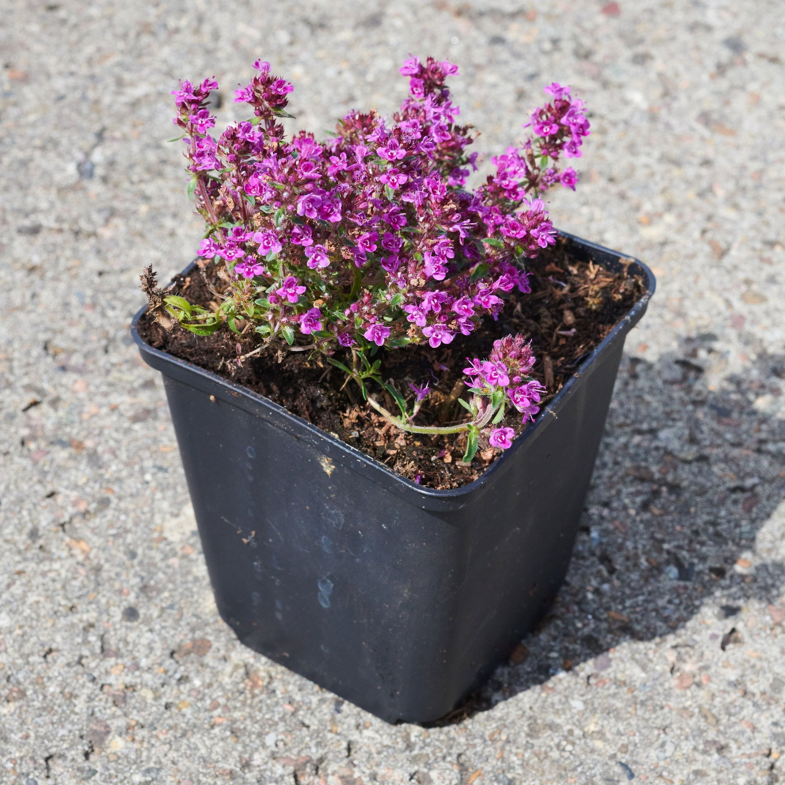 Thymian Purple Beauty - Thymus praecox Purple Beauty günstig kaufen