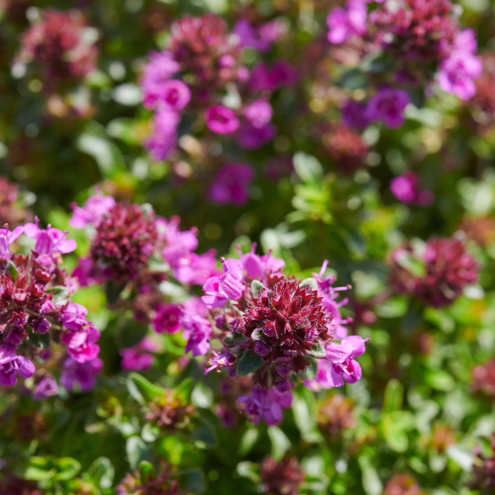 Thymian Purple Beauty - Thymus praecox Purple Beauty günstig kaufen