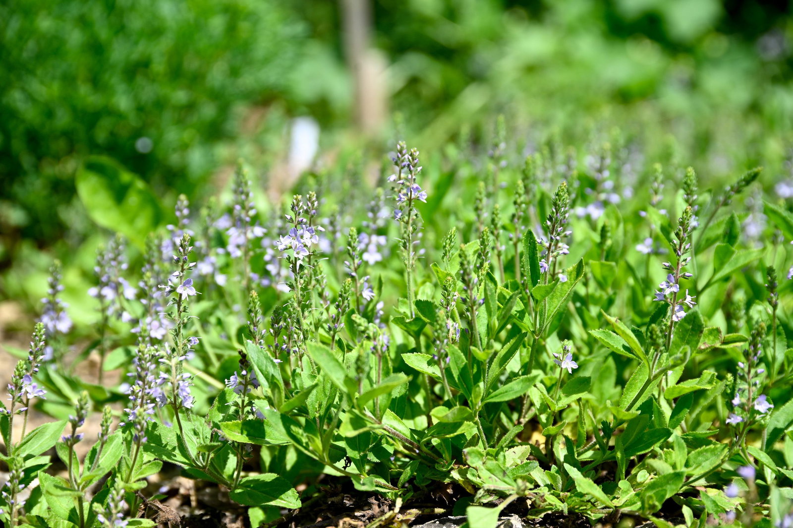 Echter Ehrenpreis - Veronica officinalis günstig kaufen