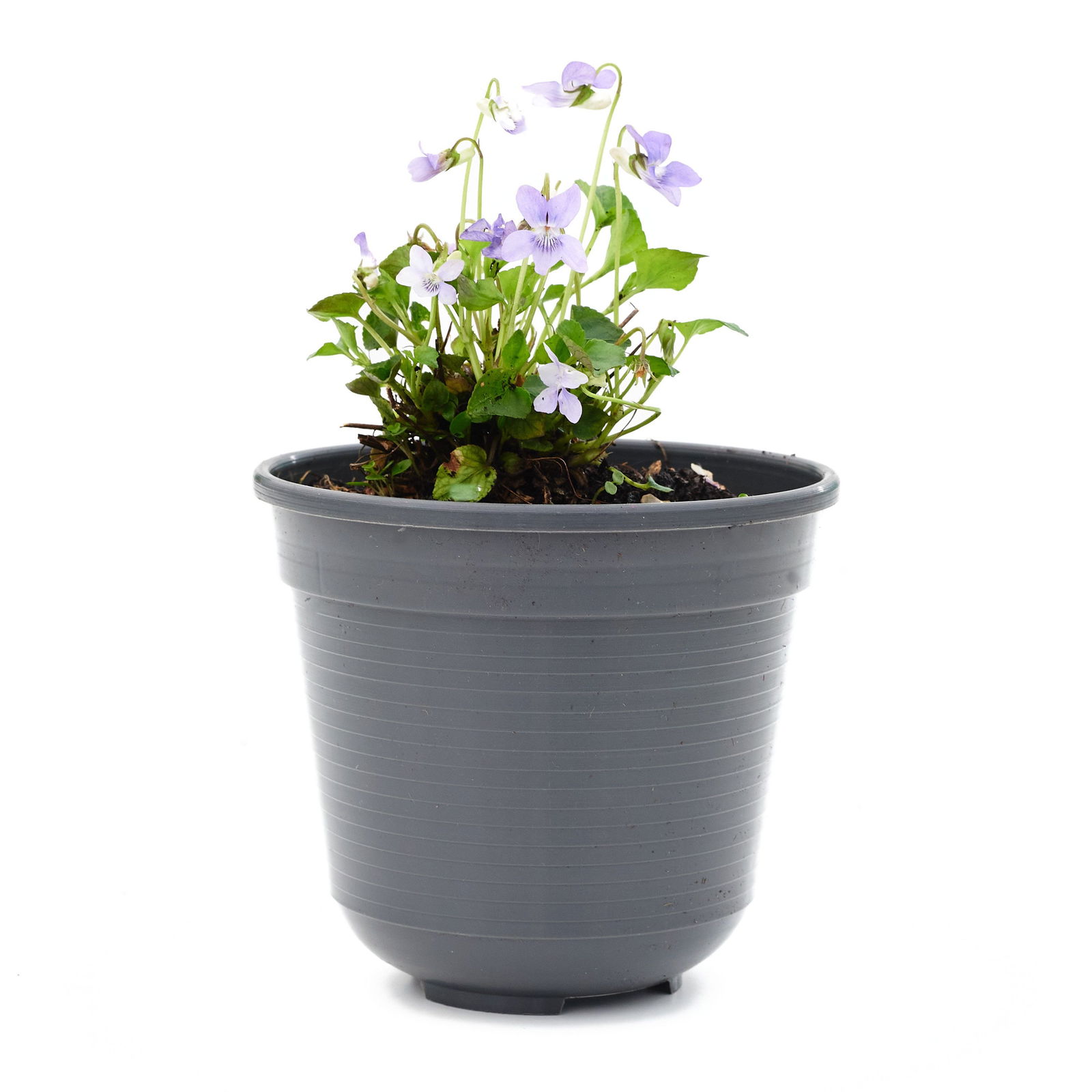 Waldveilchen - Viola reichenbachiana günstig kaufen