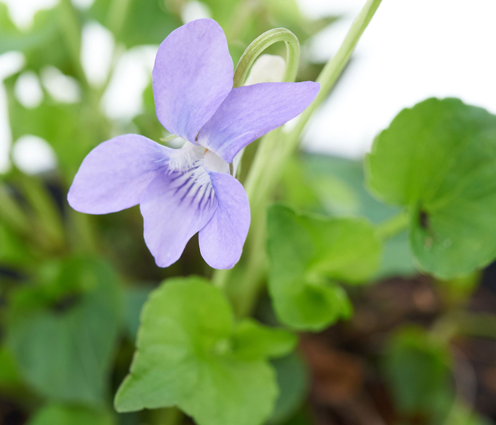 Waldveilchen - Viola reichenbachiana günstig kaufen