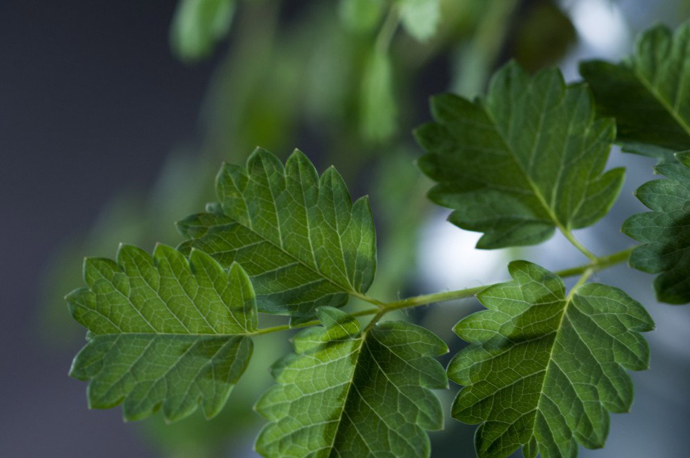 Pimpinelle - Sanguisorba minor günstig kaufen