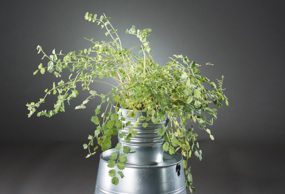 Pimpinelle - Sanguisorba minor günstig kaufen