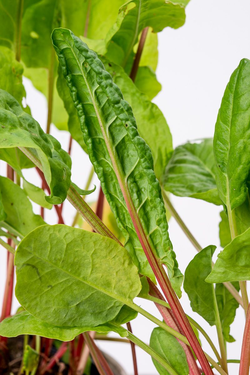 Großer Sauerampfer - Rumex acetosa günstig kaufen