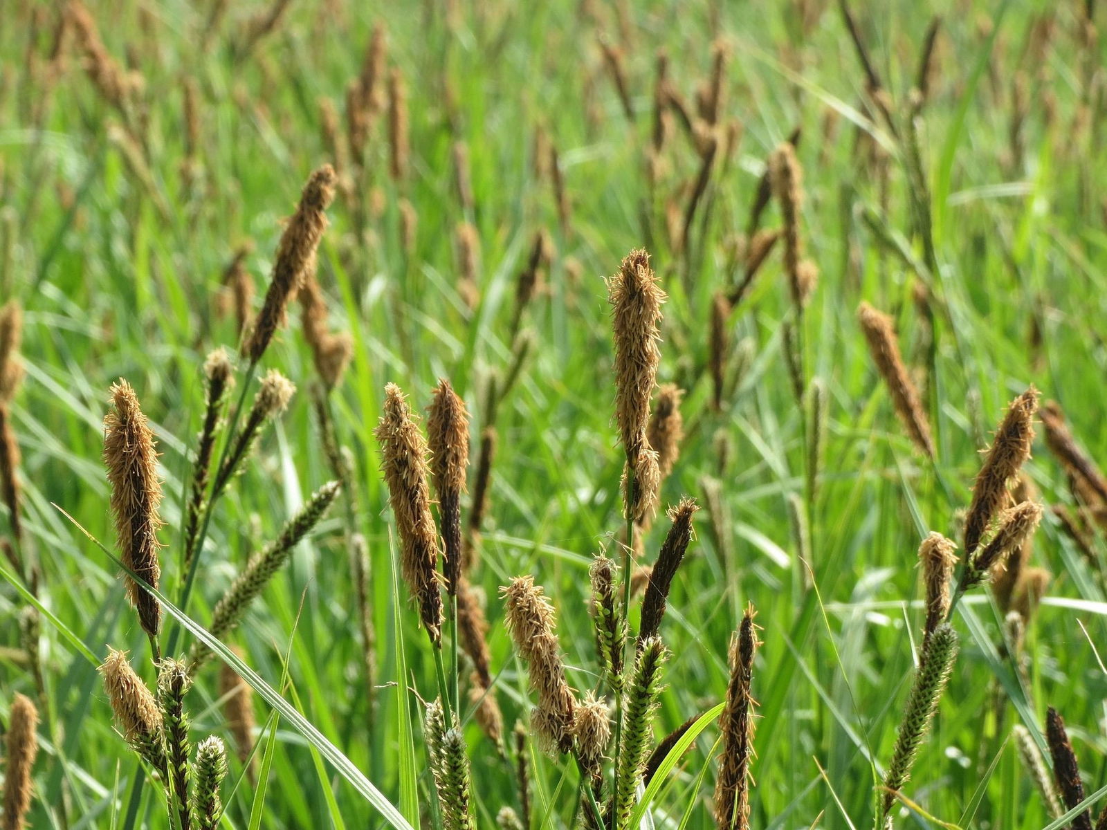 Sumpf-Segge - Carex acutiformis günstig kaufen