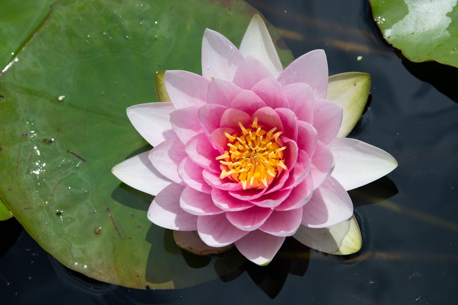 Seerose Darwin - Nymphaea cultorum Darwin günstig kaufen