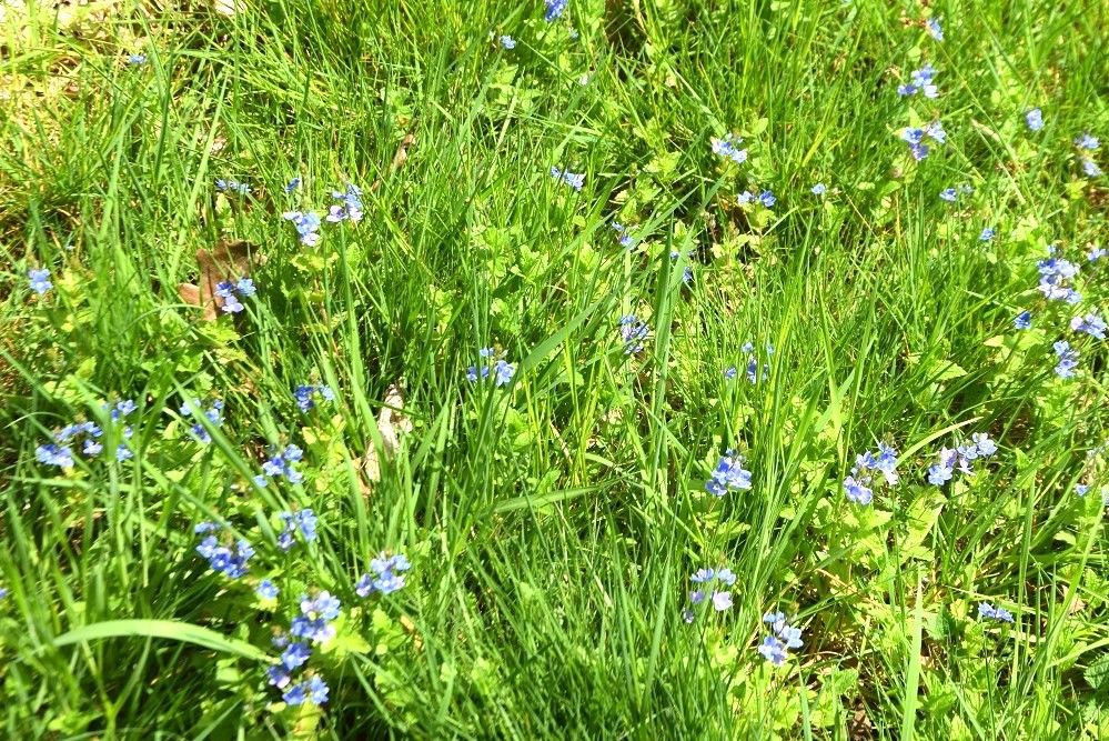 Bach Ehrenpreis - Veronica beccabunga günstig kaufen