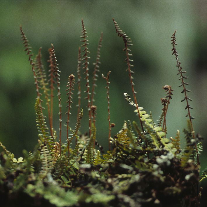 Seefeder Rippenfarn - Blechnum penna marina günstig kaufen