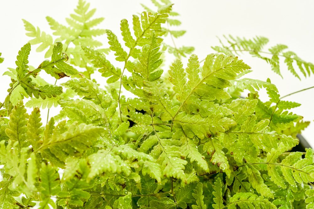 Straußenfarn - Gymnocarpium dryopteris günstig kaufen