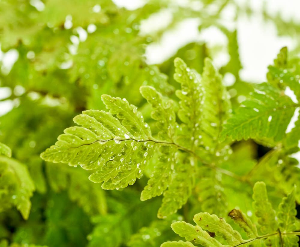 Straußenfarn - Gymnocarpium dryopteris günstig kaufen