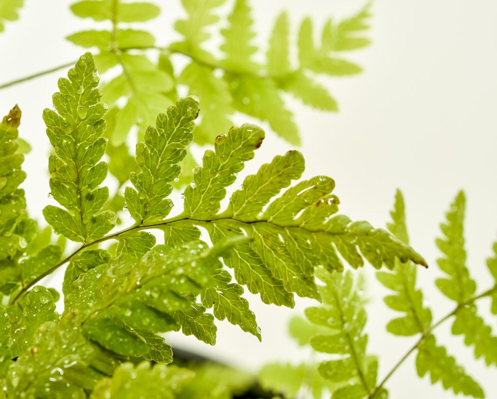 Straußenfarn - Gymnocarpium dryopteris günstig kaufen