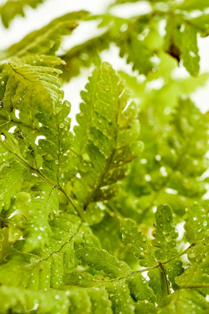 Straußenfarn - Gymnocarpium dryopteris günstig kaufen