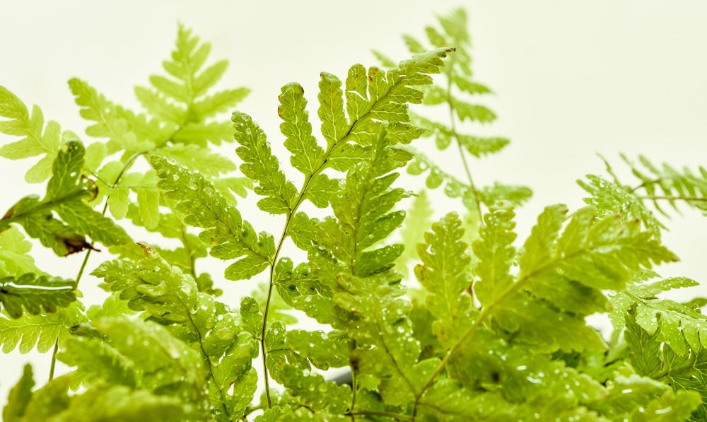 Straußenfarn - Gymnocarpium dryopteris günstig kaufen