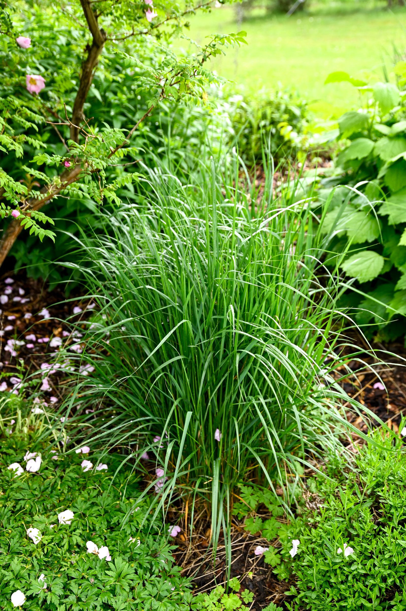 Gestreiftes Garten-Reitgras - Calamagrostis x acutiflora günstig kaufen