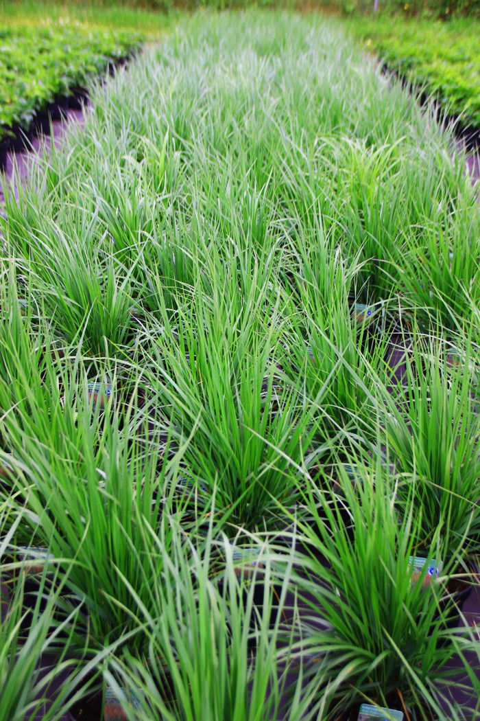 Reitgras Karl Förster - Calamagrostis acutiflora Karl Förster günstig ...