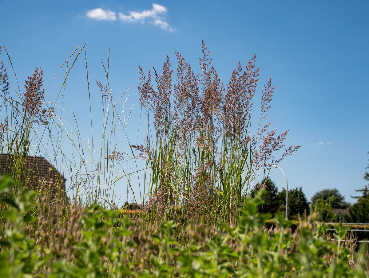 Reitgras Karl Förster - Calamagrostis acutiflora Karl Förster günstig ...