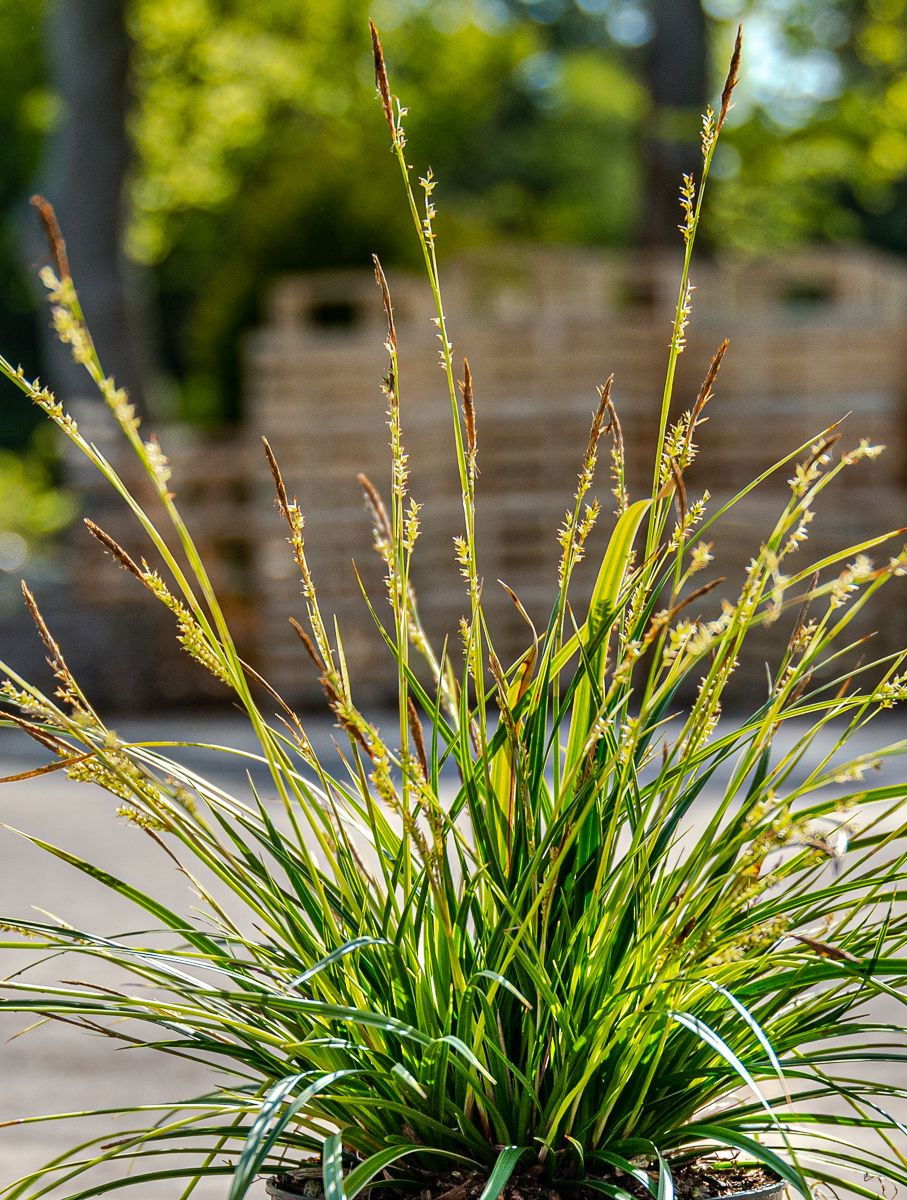 Japansegge Variegata - Carex morrowii Variegata günstig kaufen