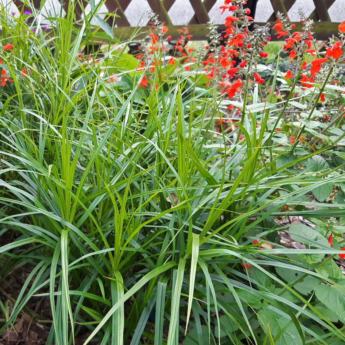 Winkel-Segge - Carex remota günstig kaufen